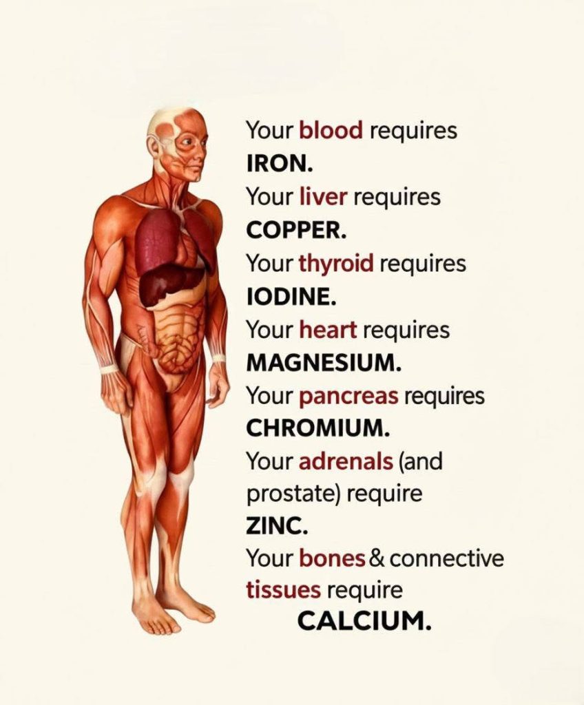 The Essential Nutrients Your Body Needs – Just Cook